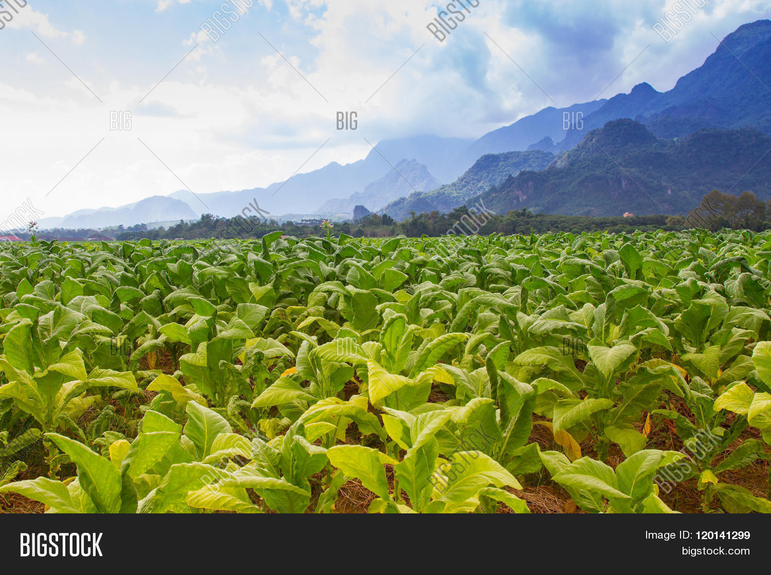 Tobacco Field Image & Photo (Free Trial) | Bigstock