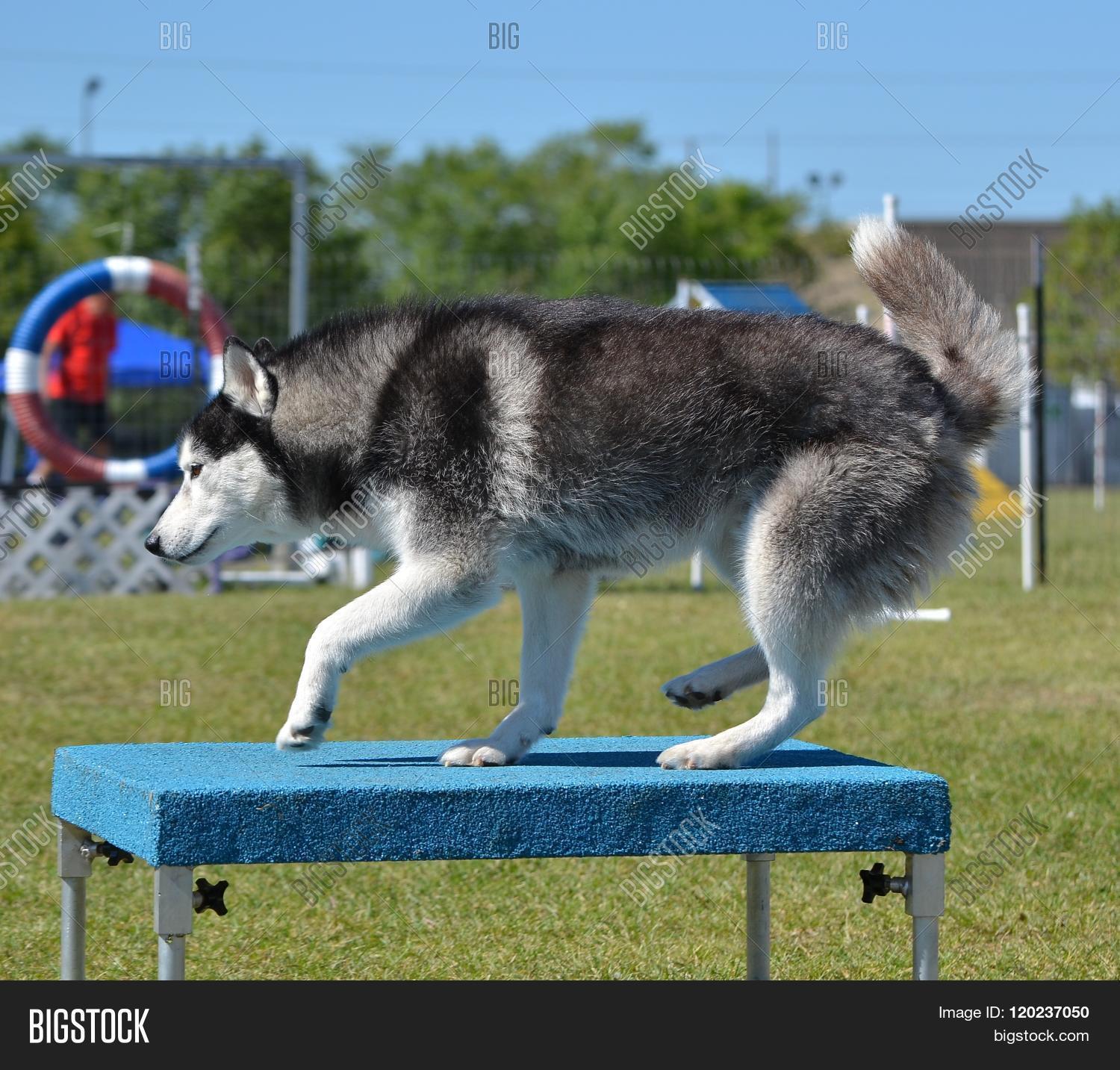 Siberian Husky Dog Image & Photo (Free Trial) | Bigstock