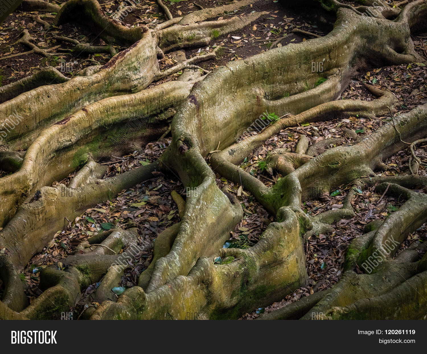Enormous Tree Roots Image & Photo (Free Trial) | Bigstock