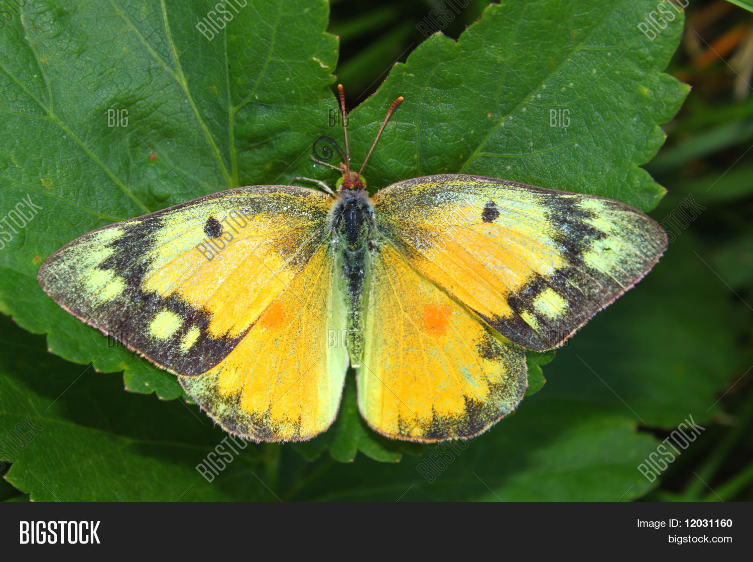 Orange Sulphur Image & Photo (Free Trial) | Bigstock