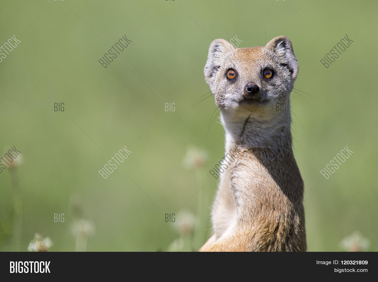 Yellow Mongoose Image & Photo (Free Trial) | Bigstock