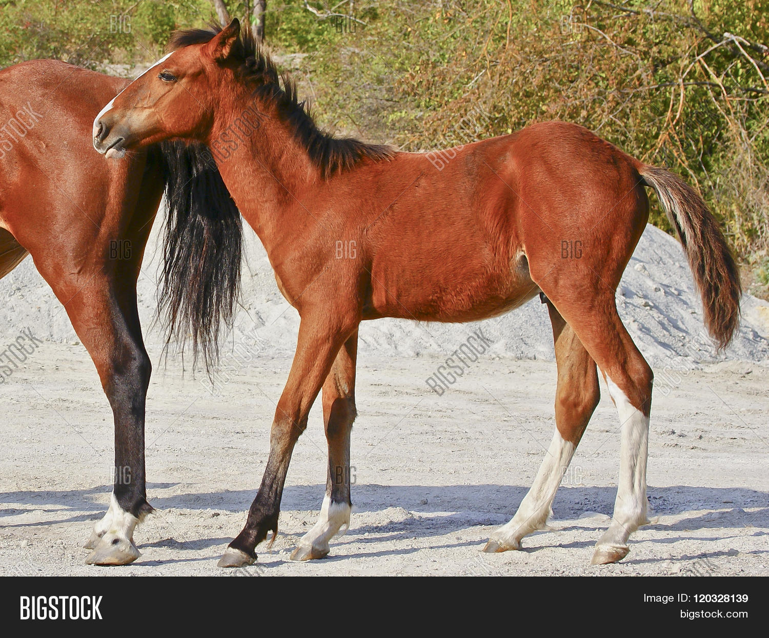 Red Horse Standing Image & Photo (Free Trial) | Bigstock