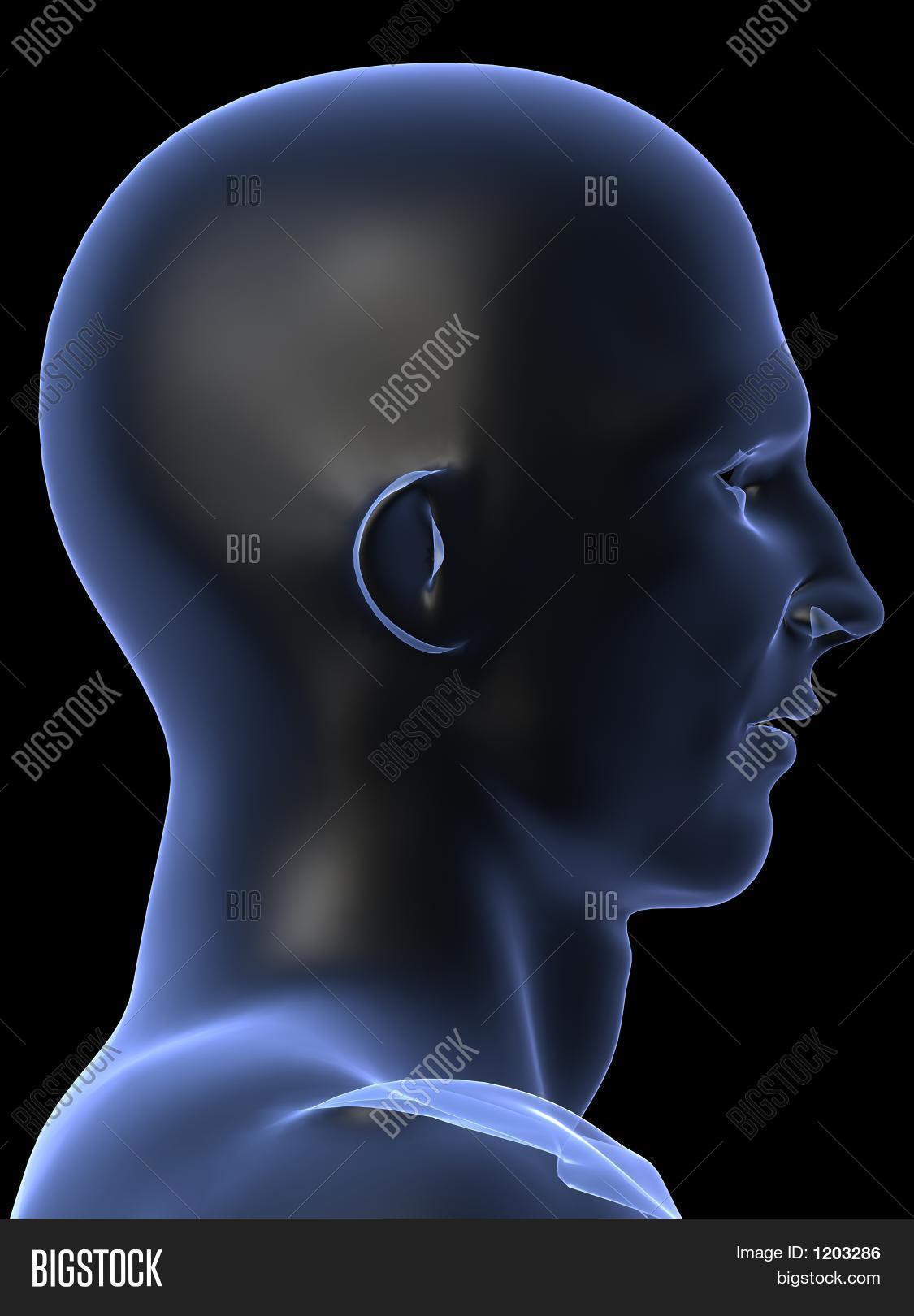 Human Head Shape Image & Photo (Free Trial) | Bigstock