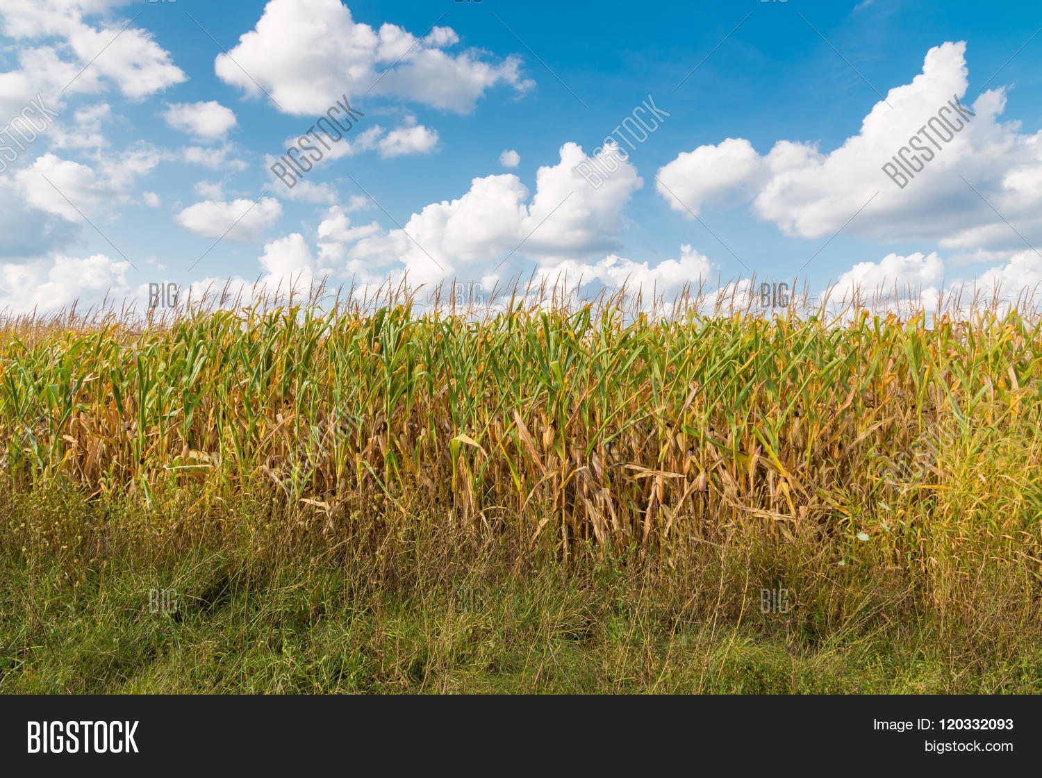 Yellow Corn Field Blue Image & Photo (Free Trial) | Bigstock