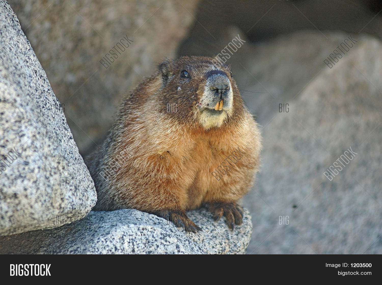Marmot On Rock Image & Photo (Free Trial) | Bigstock