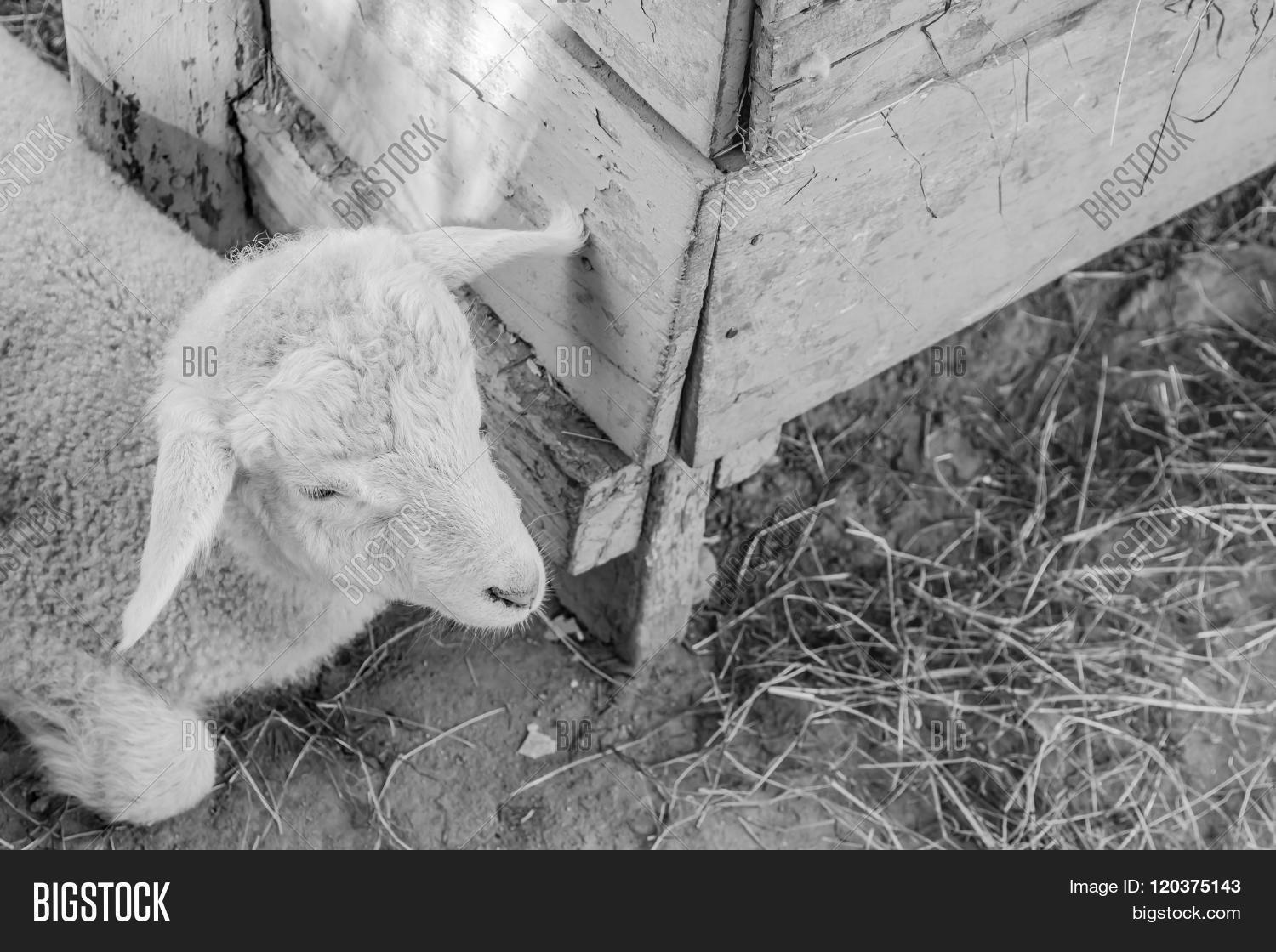 Lamb Lookin On Right Image & Photo (Free Trial) | Bigstock