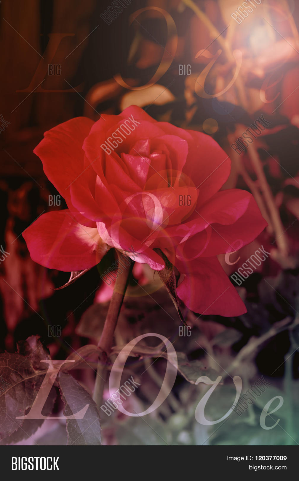 Red Rose Flower Text Image & Photo (Free Trial) | Bigstock