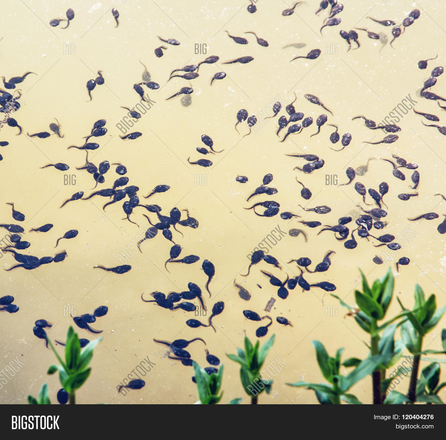 Tadpoles Lake, Natural Image & Photo (Free Trial) | Bigstock