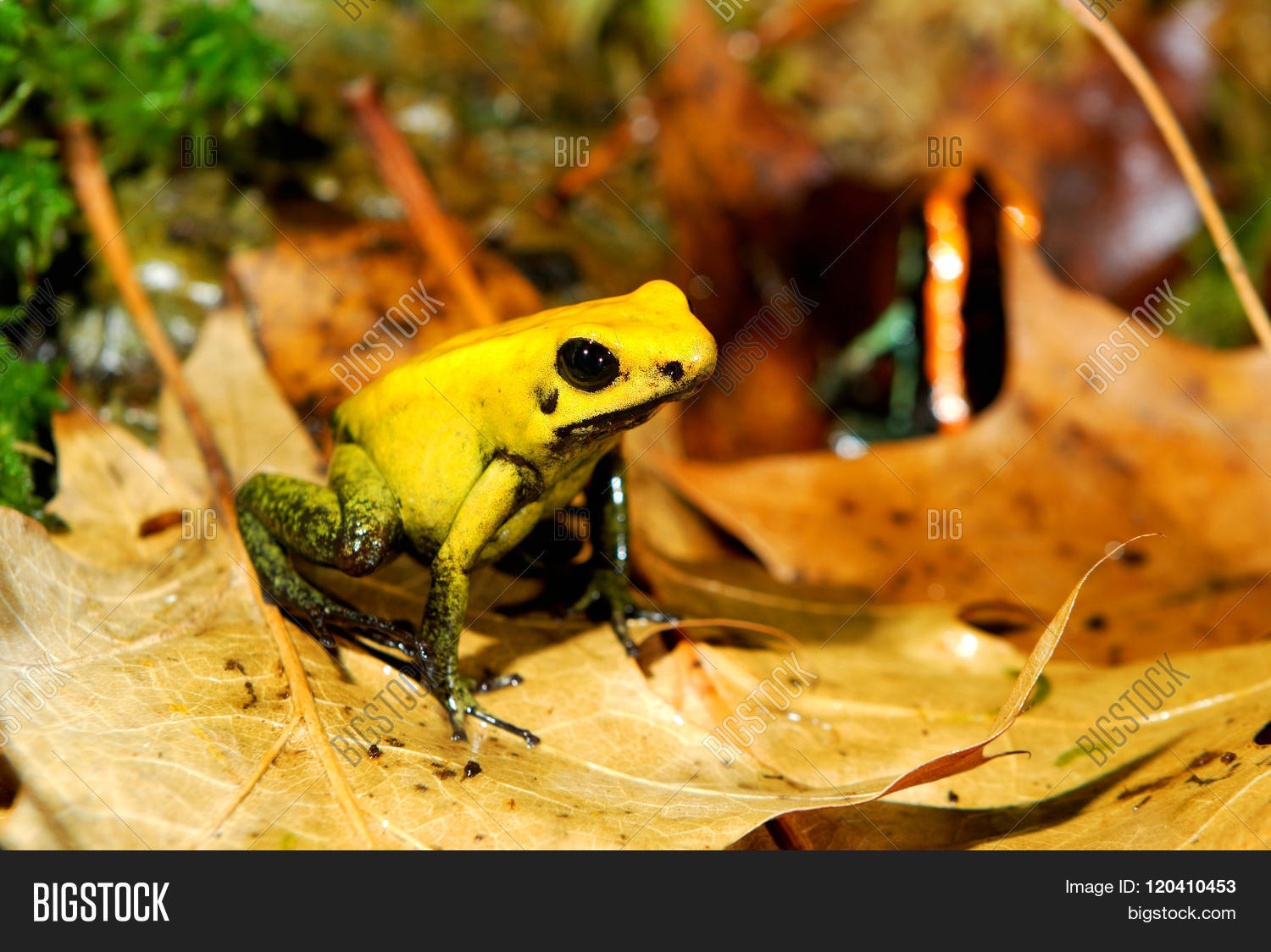 Colourful Yellow Frog Image & Photo (Free Trial) | Bigstock