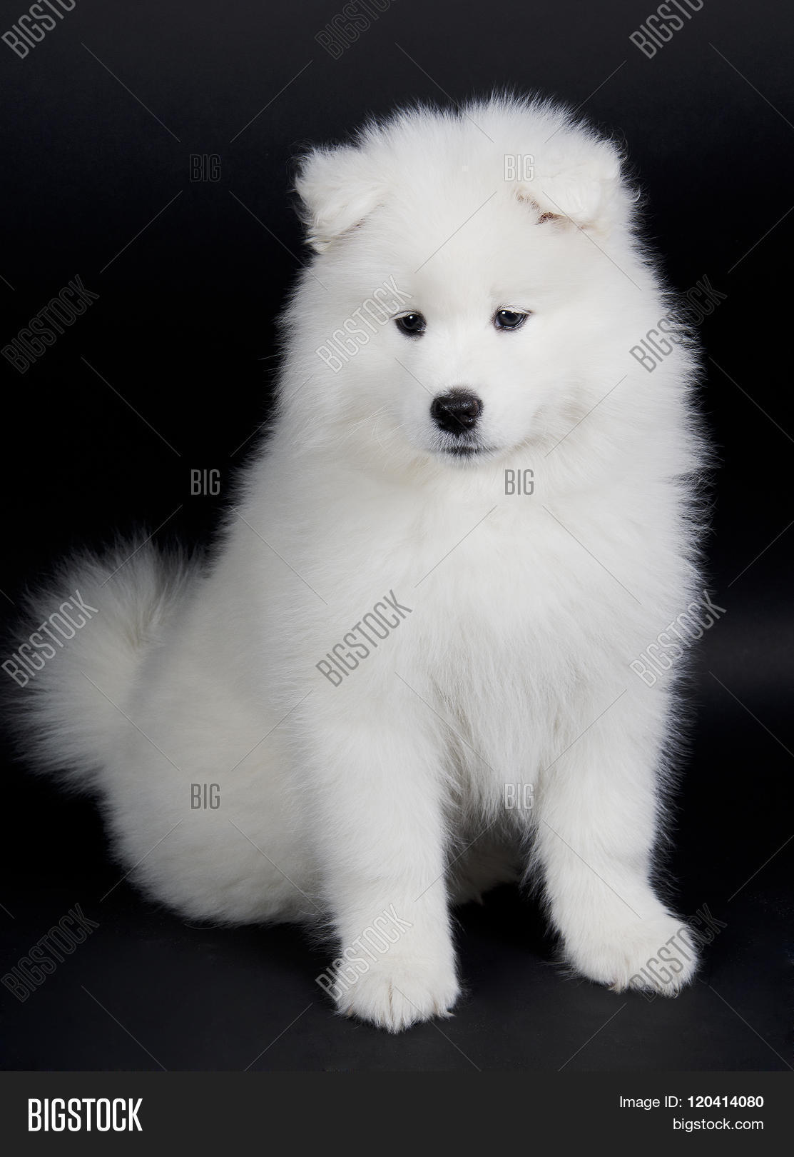 Samoyed Puppy Image & Photo (Free Trial) | Bigstock