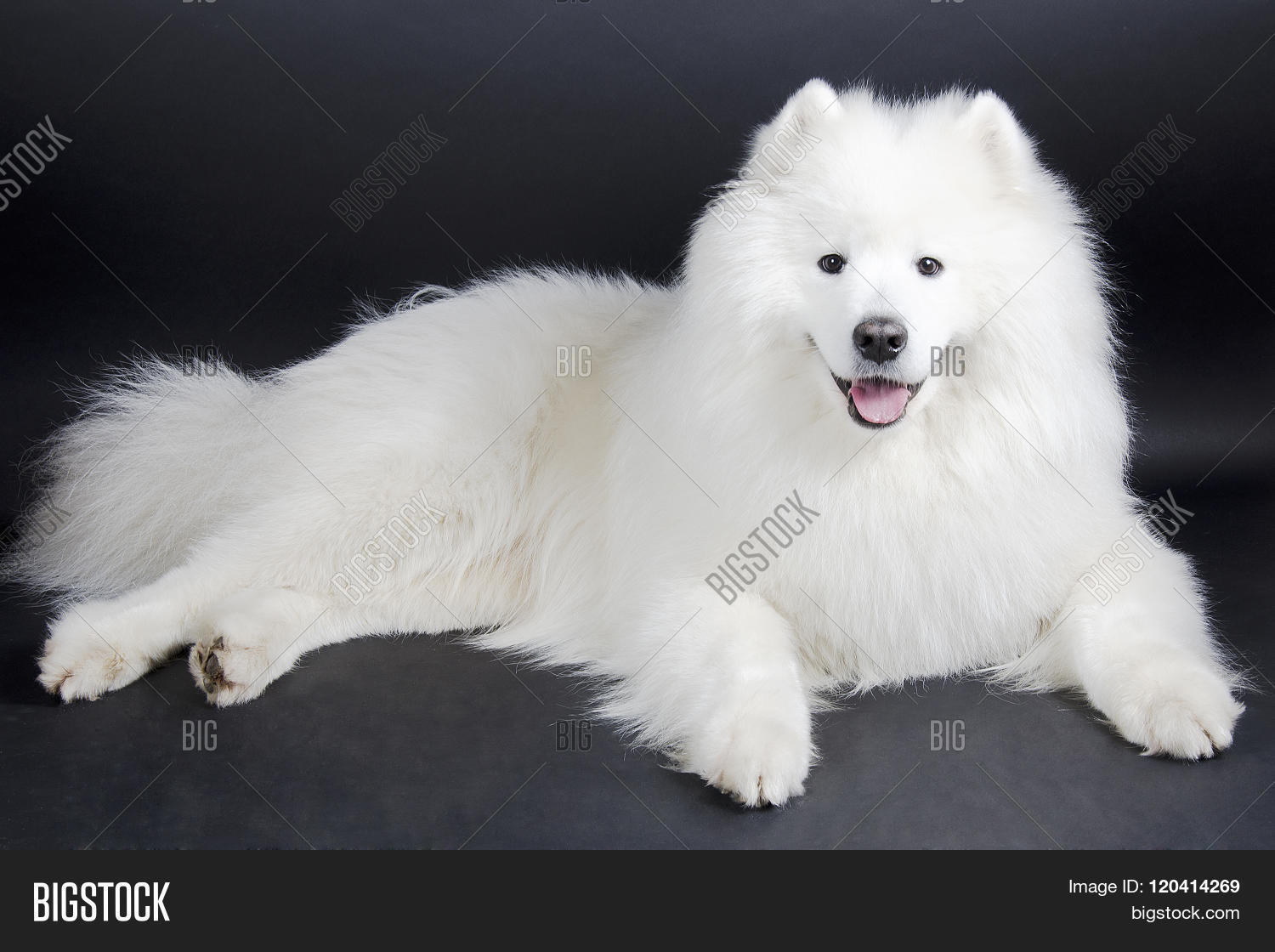 Smiling Samoyed Dog Image & Photo (Free Trial) | Bigstock