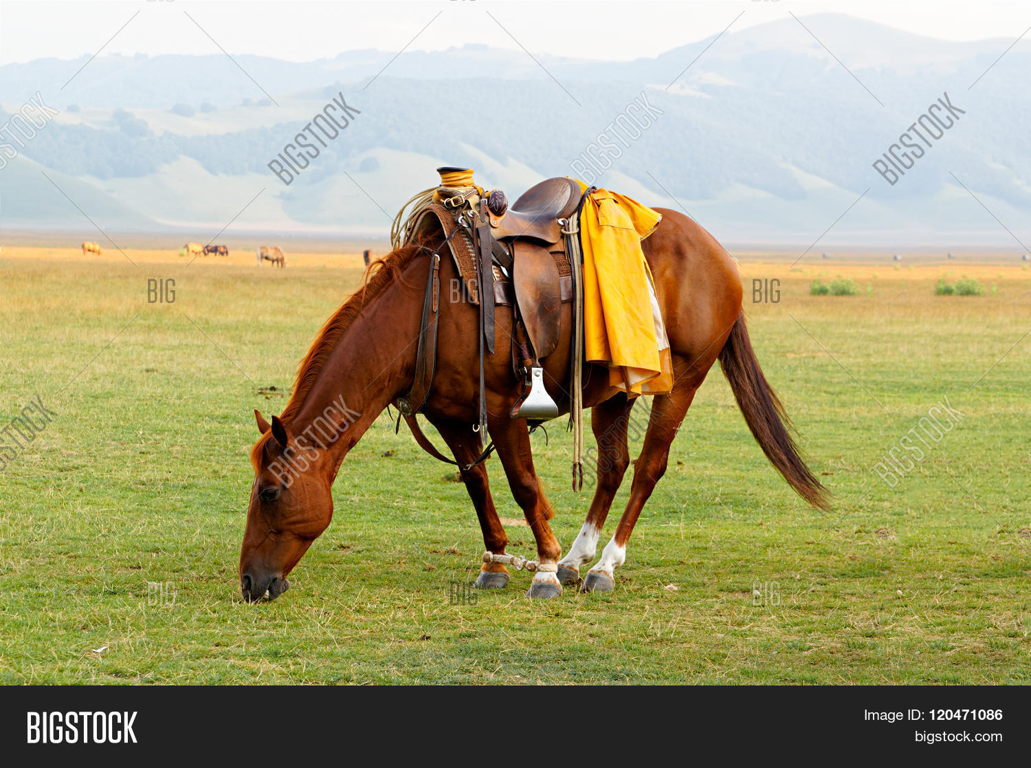 Imagen y foto Brown Saddled Horse (prueba gratis) | Bigstock