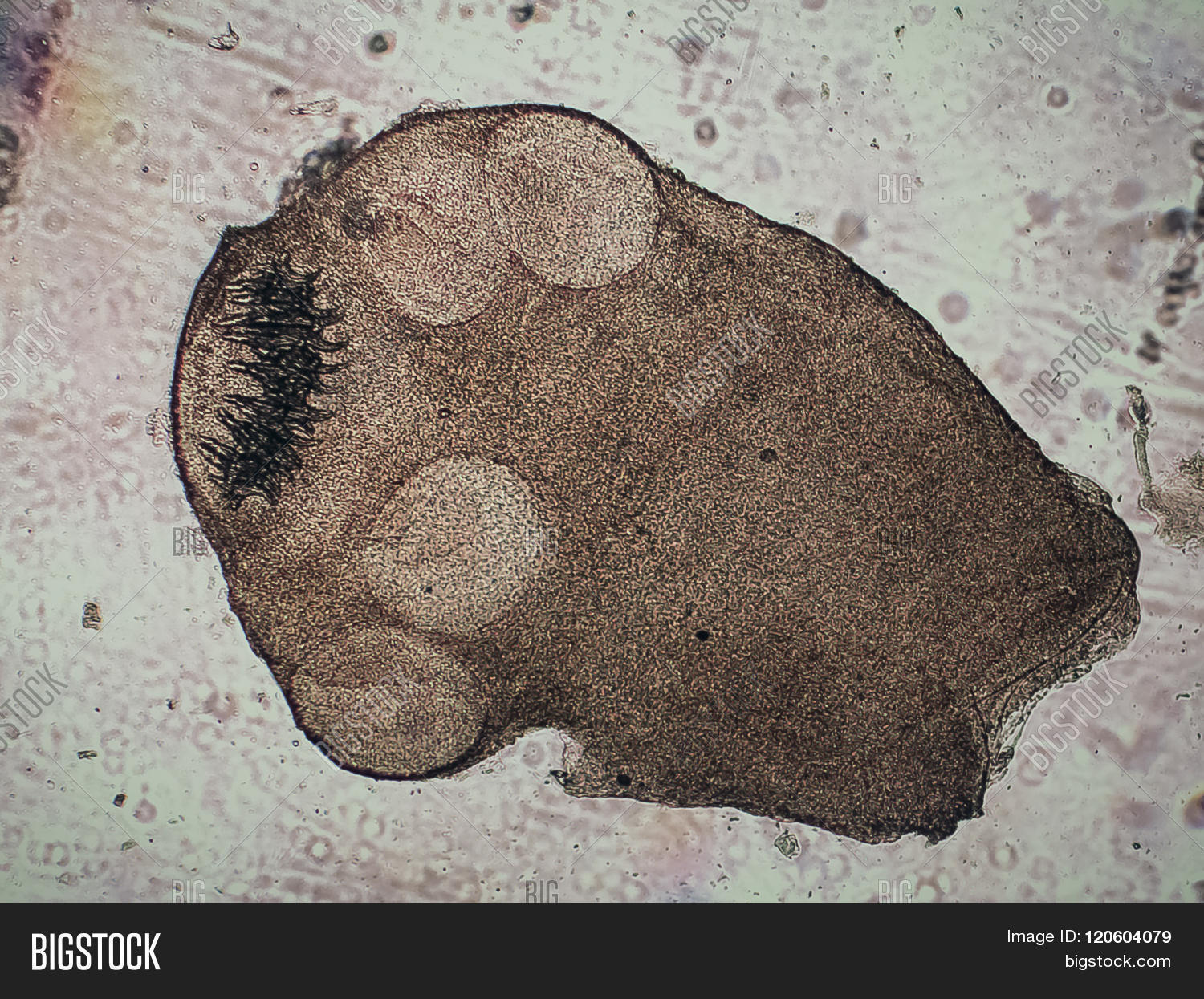 Multiceps Multiceps Image & Photo (Free Trial) | Bigstock