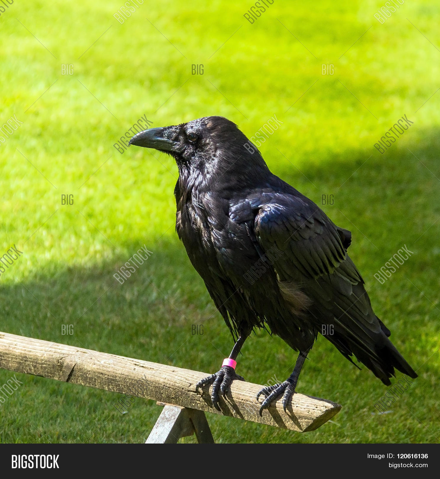Raven Tower London, UK Image & Photo (Free Trial) | Bigstock