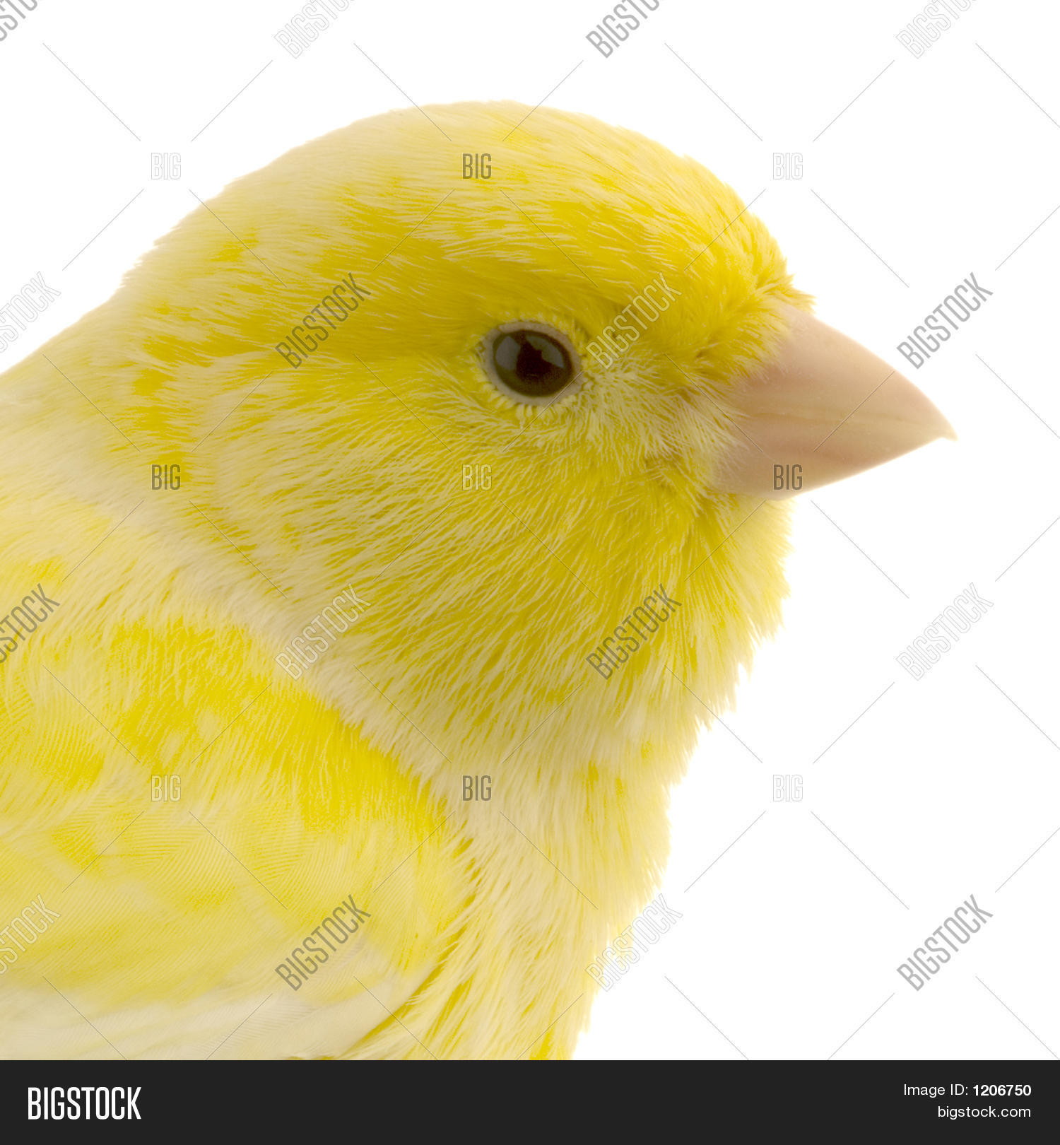 Yellow Canary On Perch Image & Photo (Free Trial) | Bigstock