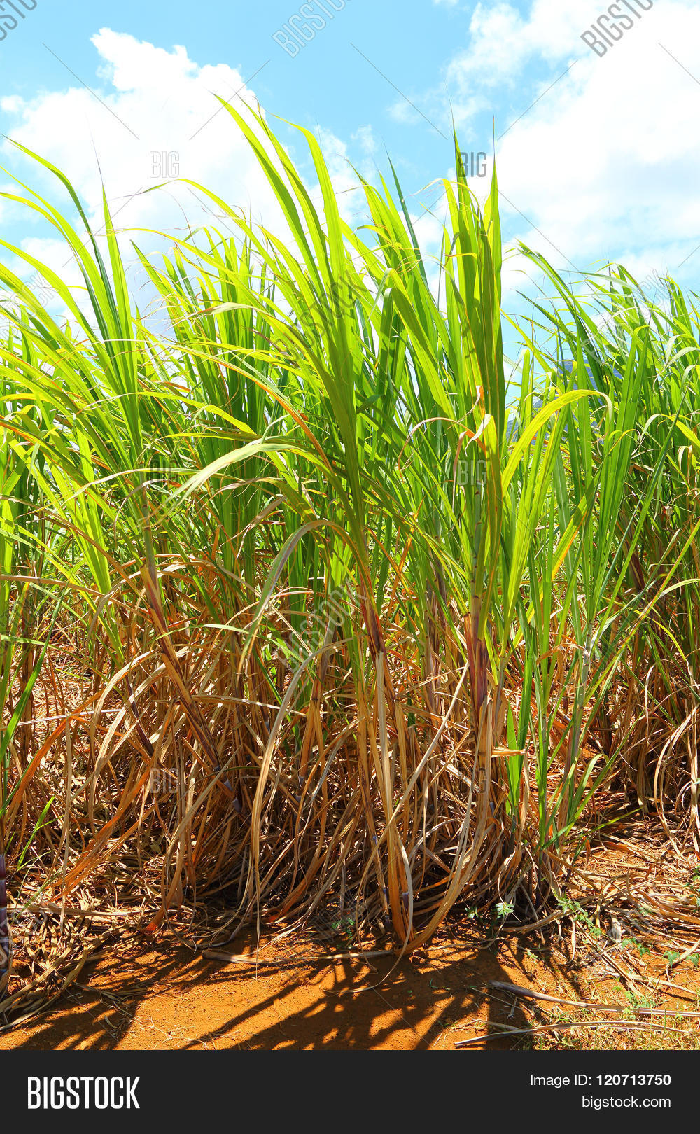 Plantation Sugar Cane Image & Photo (Free Trial) | Bigstock