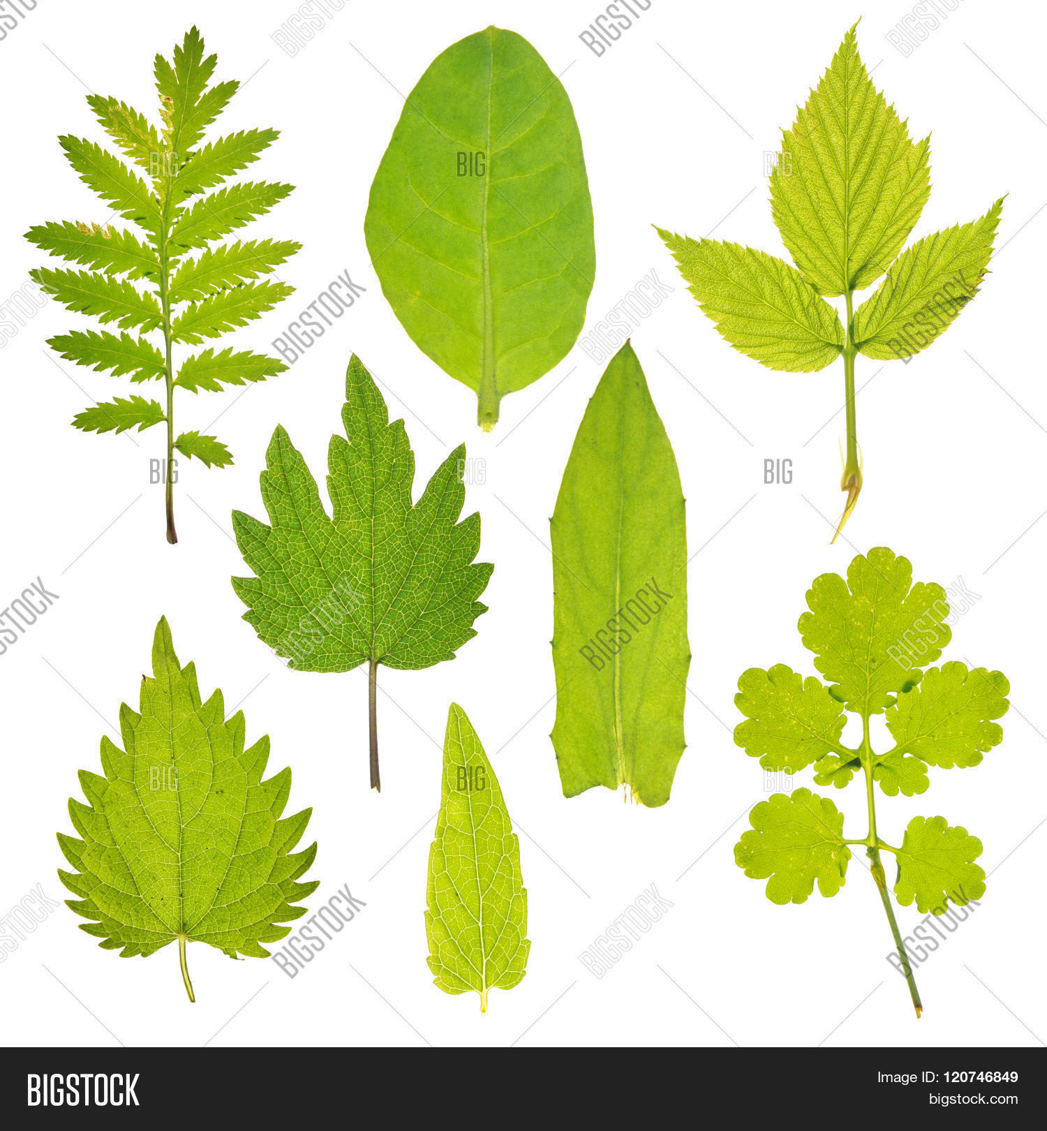Set Leaves Different Image & Photo (Free Trial) | Bigstock