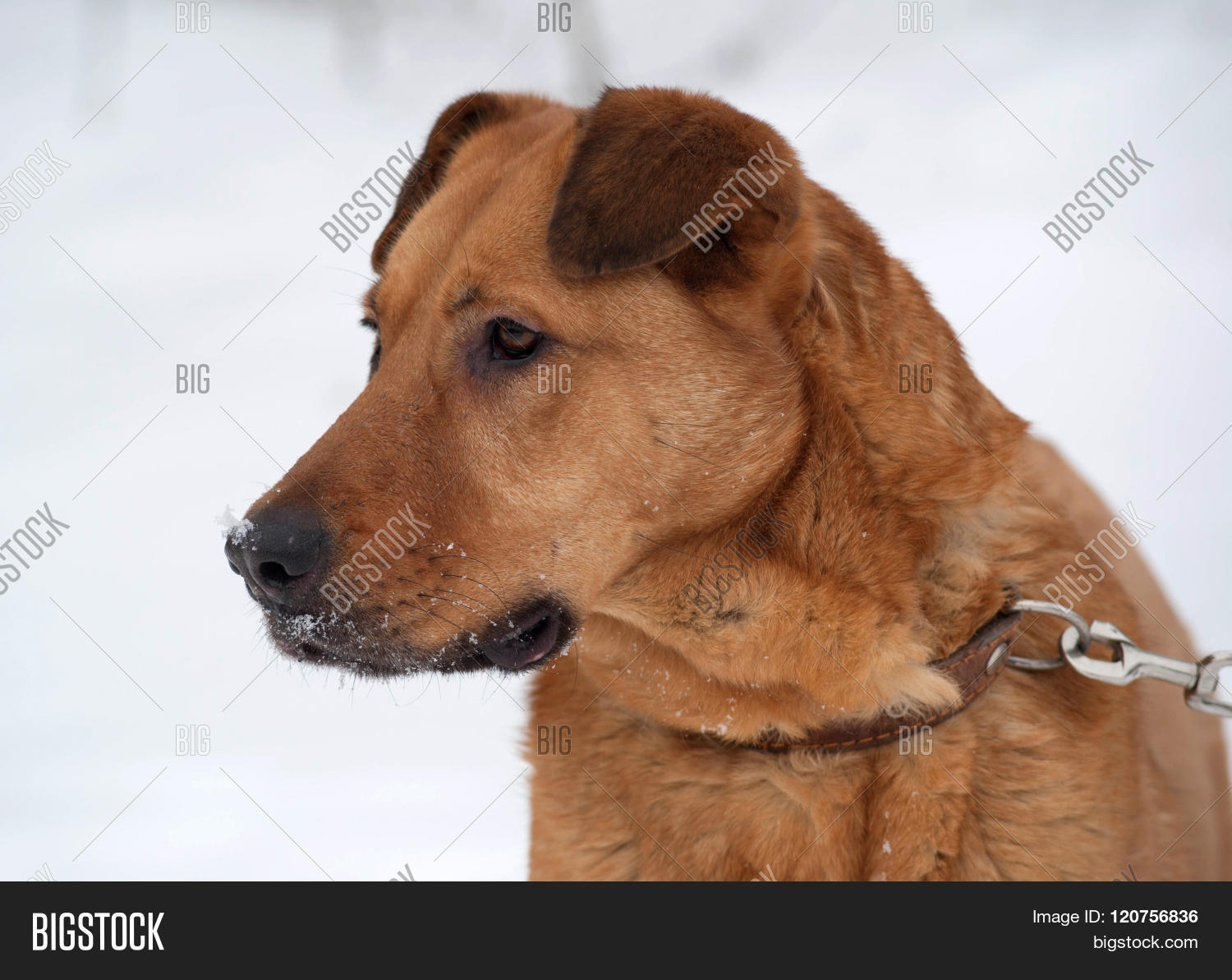 Red Big Mongrel Dog Image & Photo (Free Trial) | Bigstock