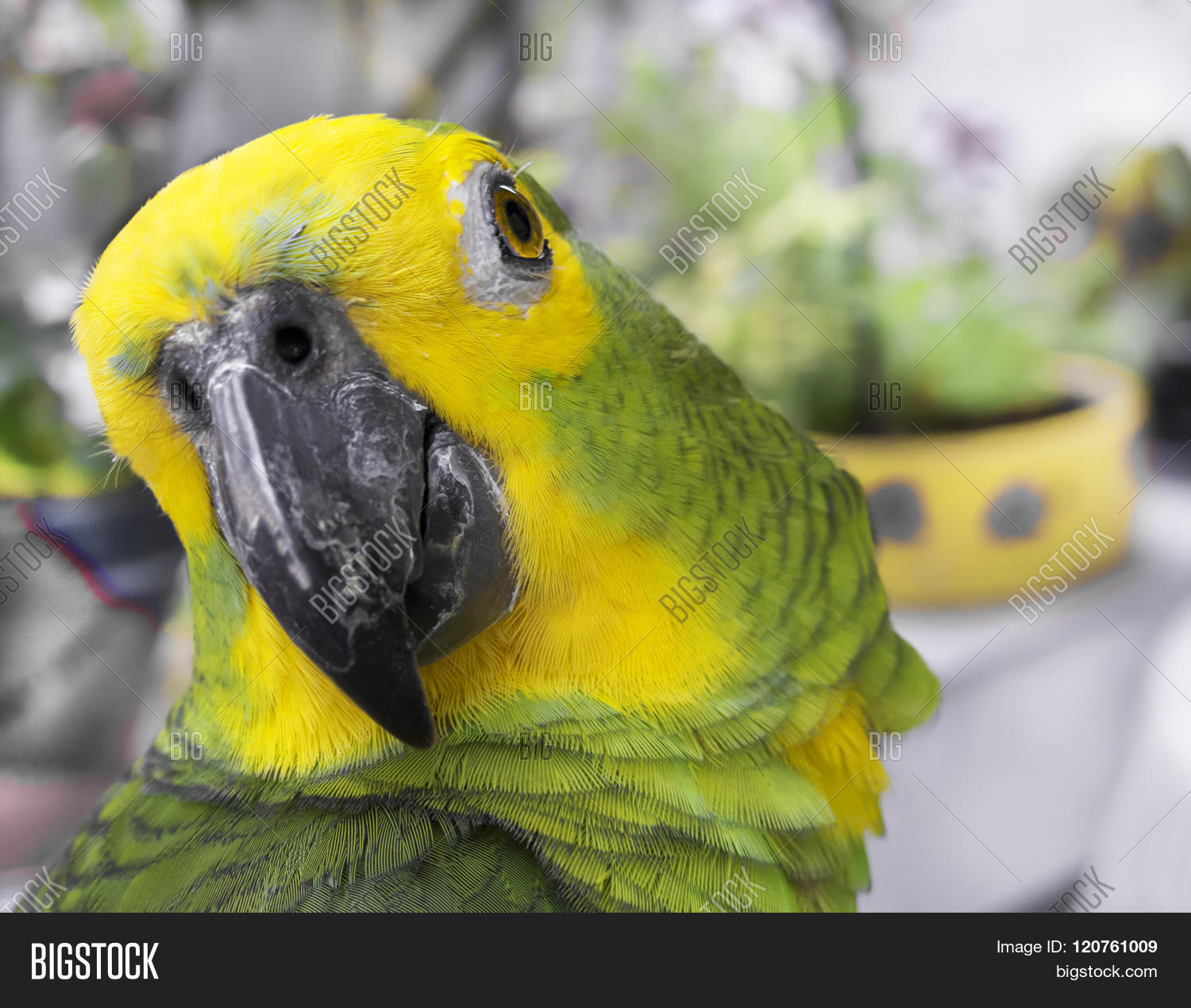 Green Parrot Image & Photo (Free Trial) | Bigstock