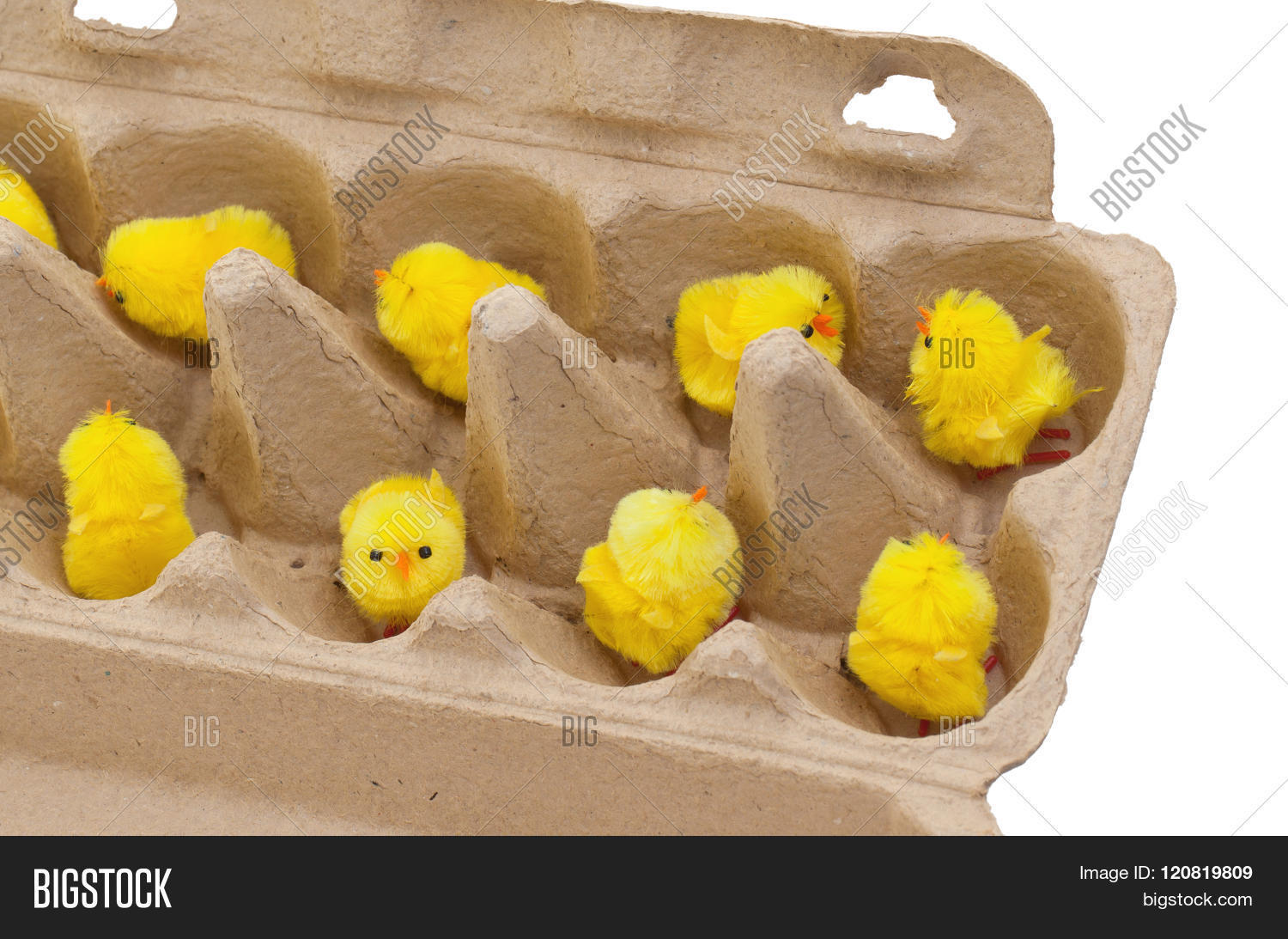 Easter Chicks Eggbox Image & Photo (Free Trial) | Bigstock