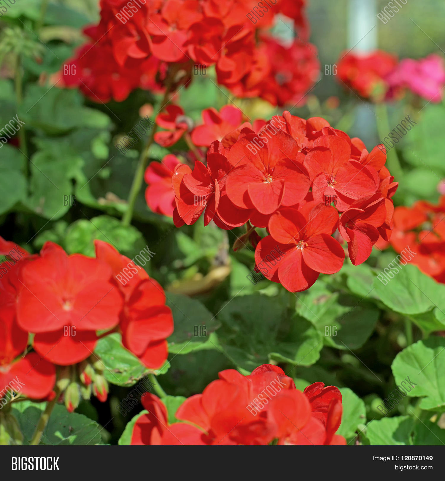 Red Plumbago Image & Photo (Free Trial) | Bigstock