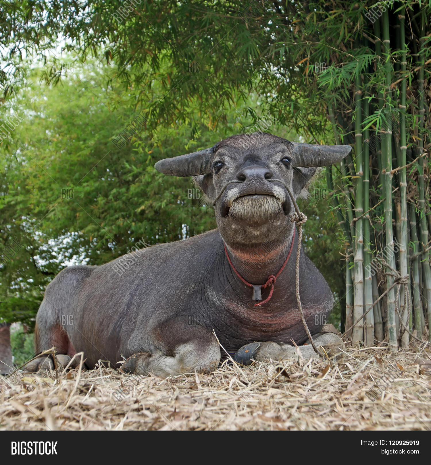 Asian Water Buffalo Image & Photo (Free Trial) | Bigstock