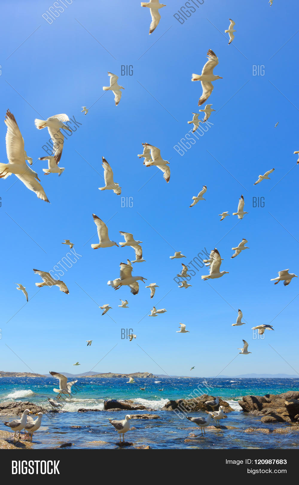 Swarm Flying Sea Gulls Image & Photo (Free Trial) | Bigstock