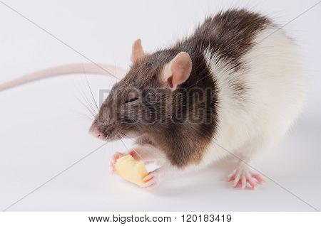 Rat Eating Cheese Image & Photo (Free Trial) | Bigstock