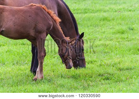 Mare Her Colt On Image & Photo (Free Trial) | Bigstock