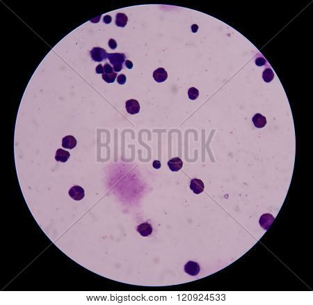 Blood Smear Often Used Image & Photo (Free Trial) | Bigstock