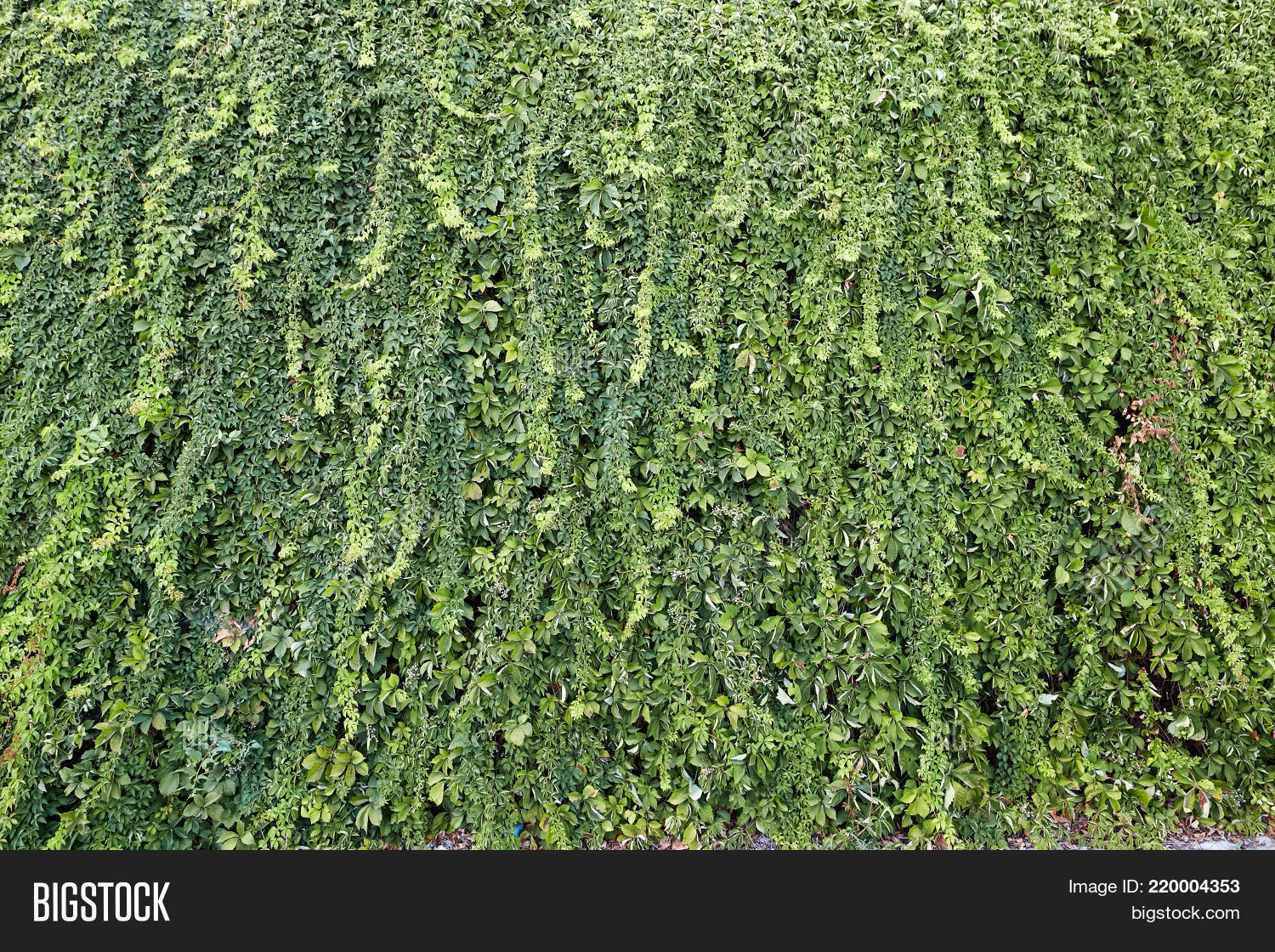Ivy Texture. Ivy Hedge Image & Photo (Free Trial) | Bigstock