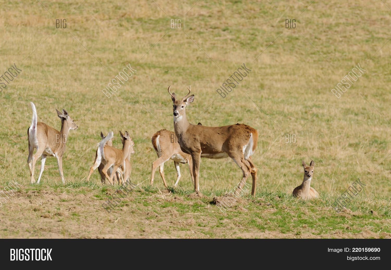 Whitetail Buck Running Image & Photo (Free Trial) | Bigstock