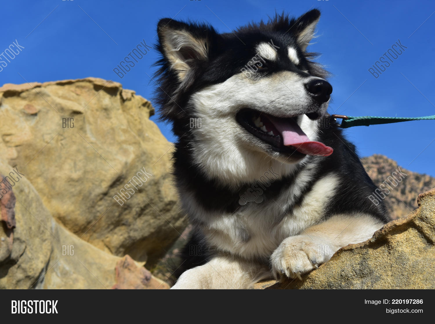 Cute Huskey Puppy Image & Photo (Free Trial) | Bigstock
