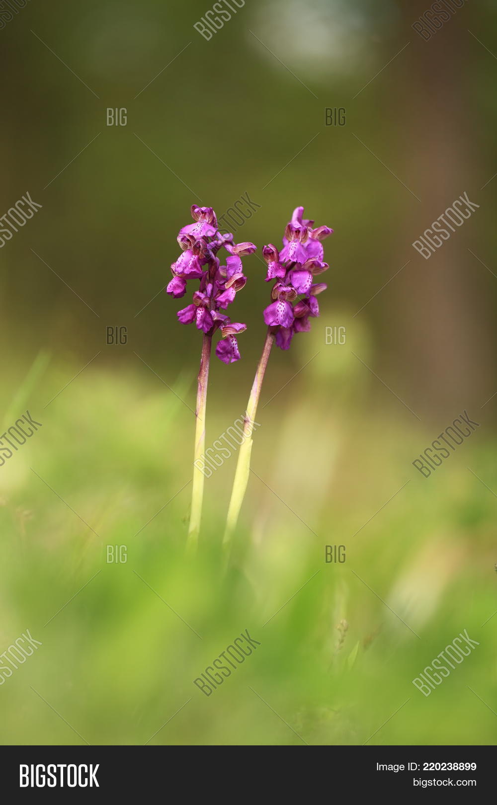 Orchis Morio. Orchid Image & Photo (Free Trial) | Bigstock