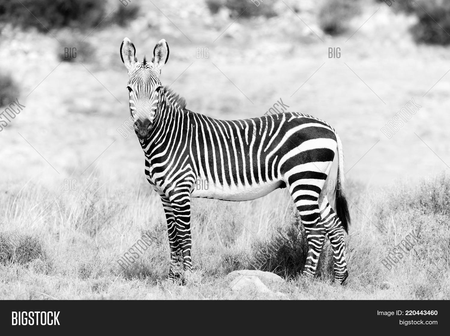 Mountain Zebra, Equus Image & Photo (Free Trial) | Bigstock