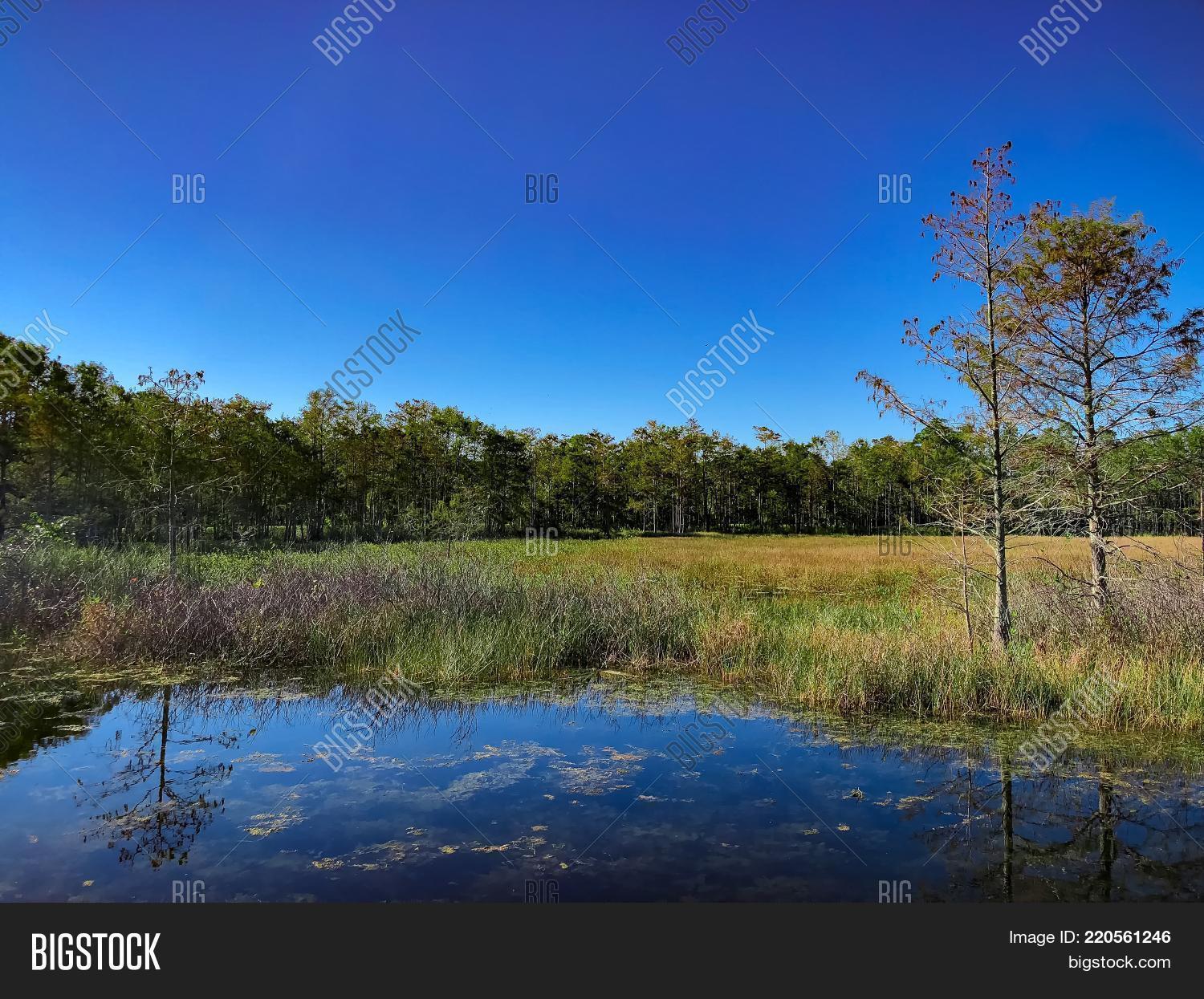Summer Swamp Scenery Image & Photo (Free Trial) | Bigstock