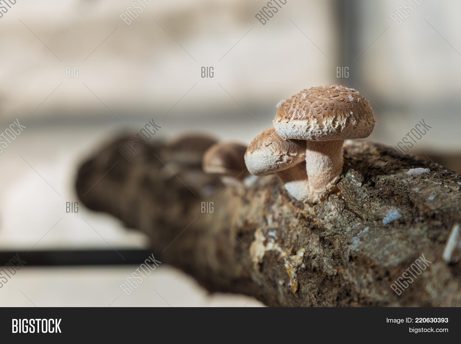 Shitake, Japanese Image & Photo (Free Trial) | Bigstock