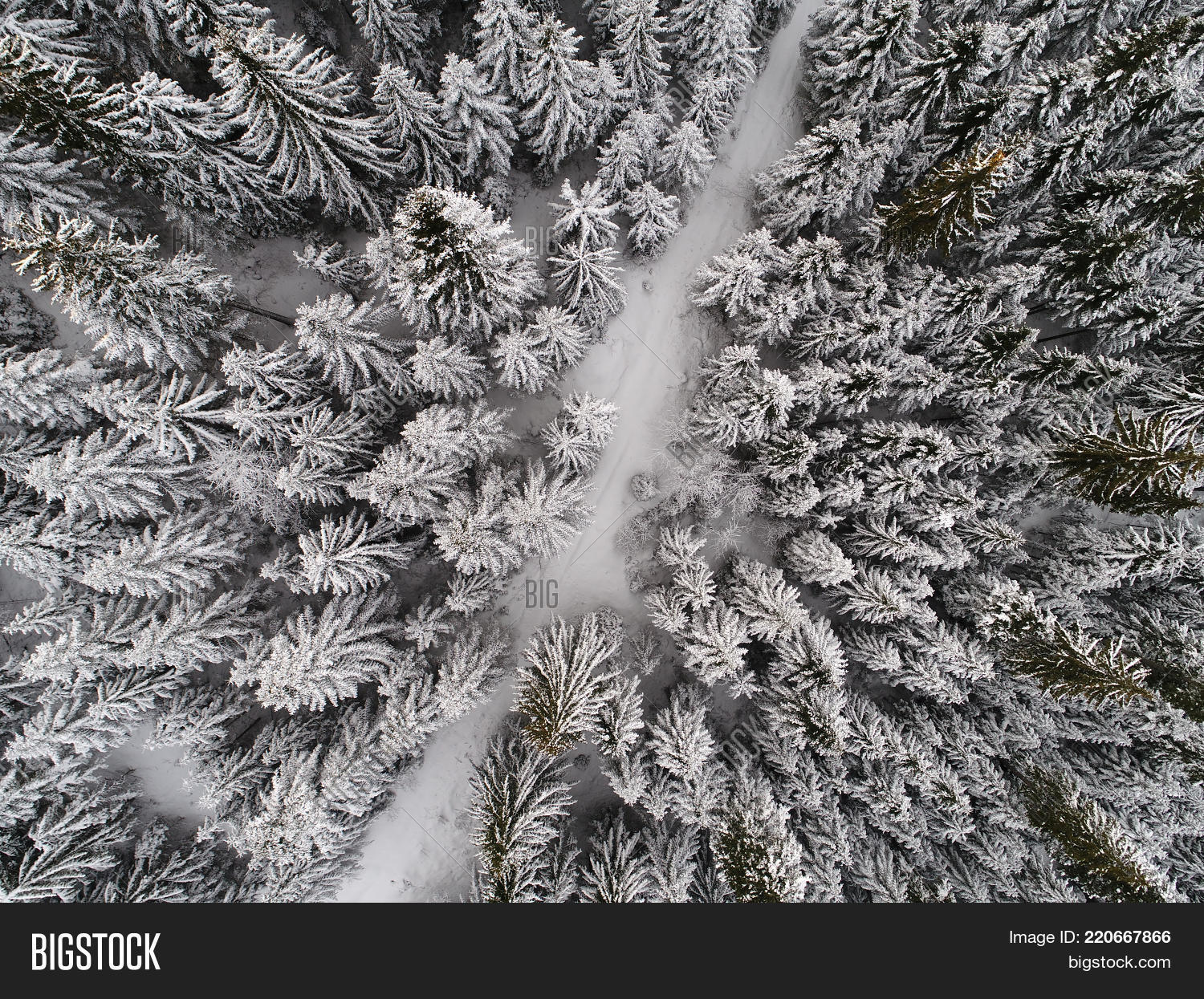 Winter Forest Trees Image & Photo (Free Trial) | Bigstock