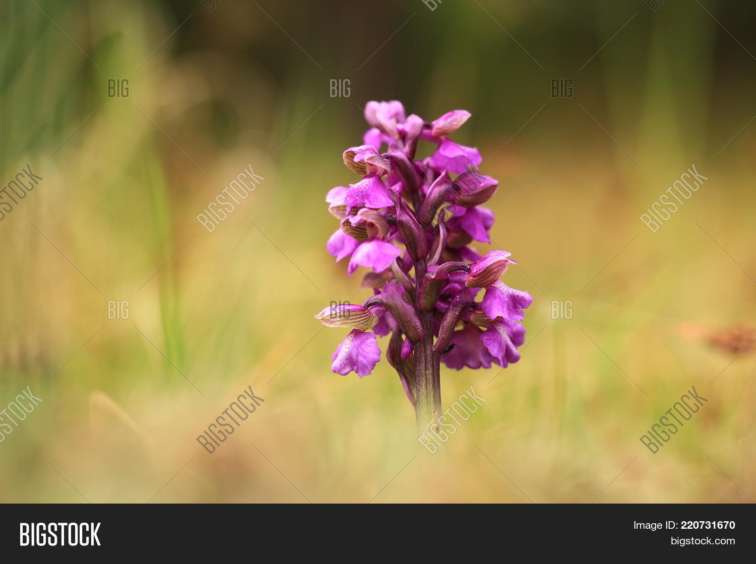 Orchis Morio. Orchid Image & Photo (Free Trial) | Bigstock