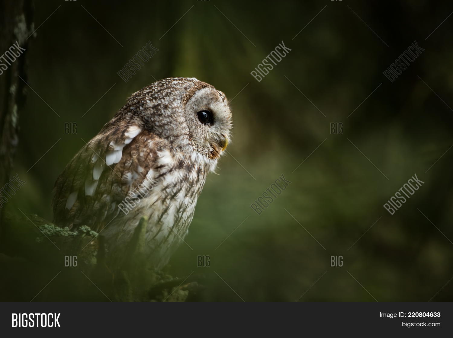 Strix Aluco. Occurs Image & Photo (Free Trial) | Bigstock