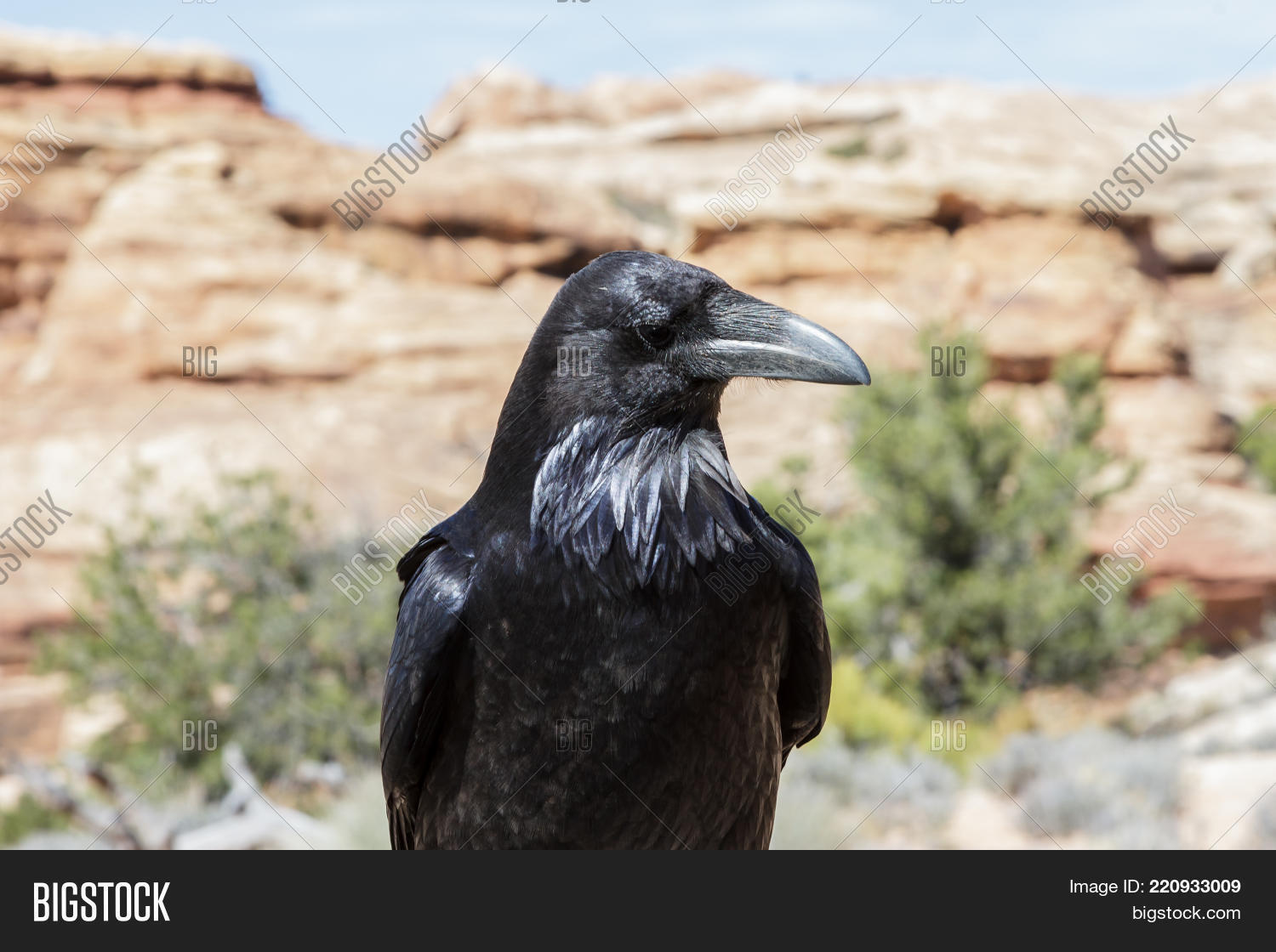 Curious Raven - Red Image & Photo (Free Trial) | Bigstock