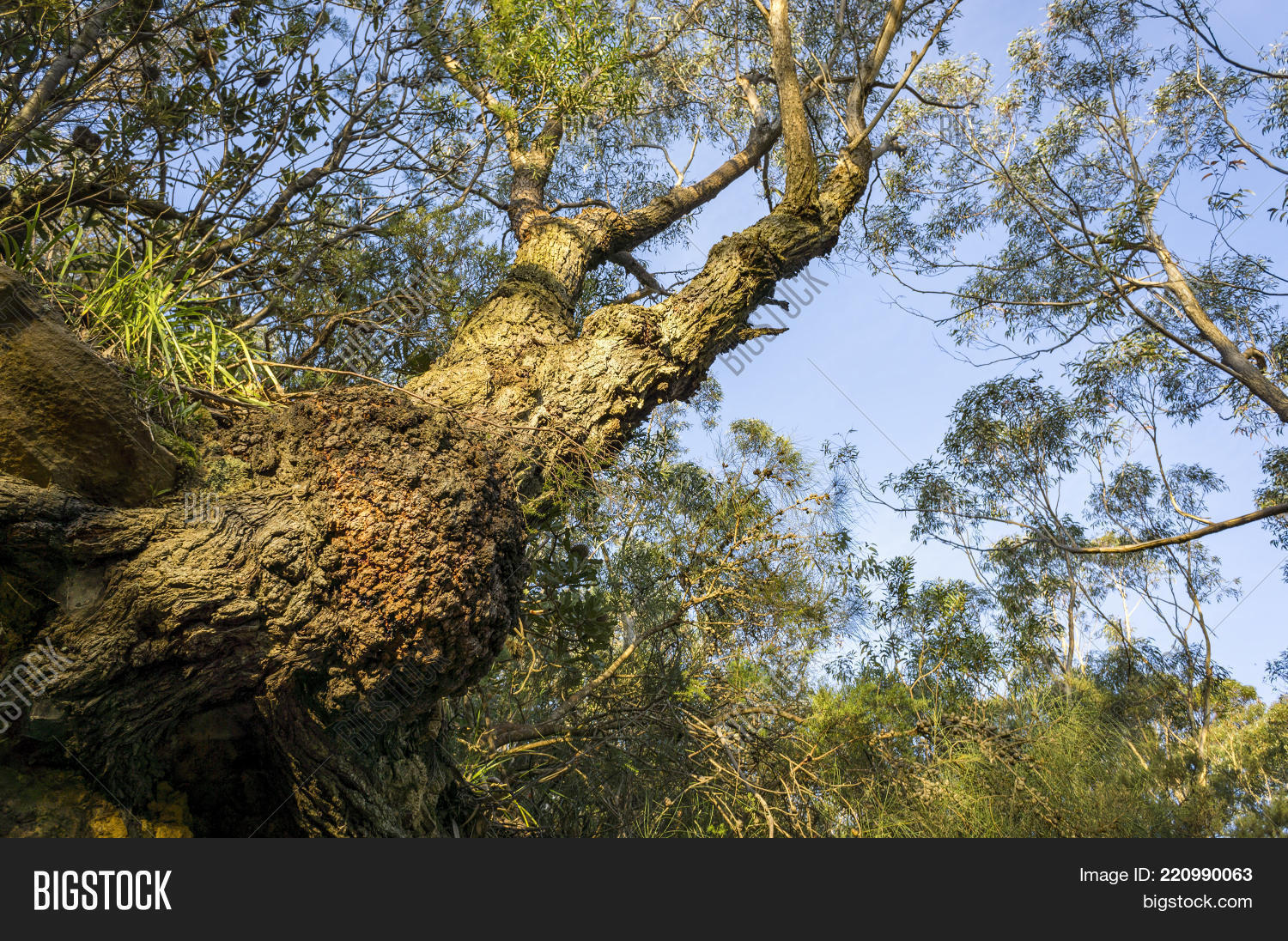 Bulbous Root Ball Image & Photo (Free Trial) | Bigstock