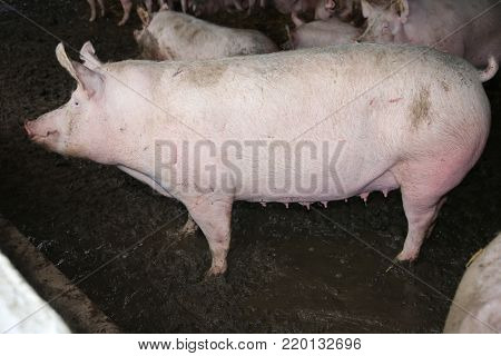 Pig Images, Illustrations, Vectors - Pig Stock Photos & Images | Bigstock