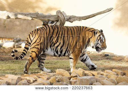 Tiger Stripe Images, Illustrations, Vectors - Tiger Stripe Stock Photos ...