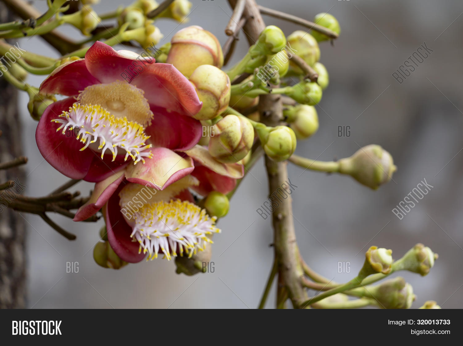 Flower Shorea Robusta Image & Photo (Free Trial) | Bigstock