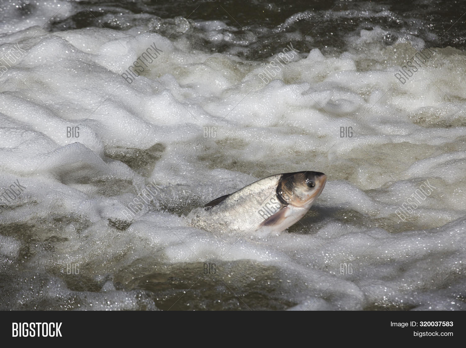 Fish Jump Fresh Water Image & Photo (Free Trial) | Bigstock