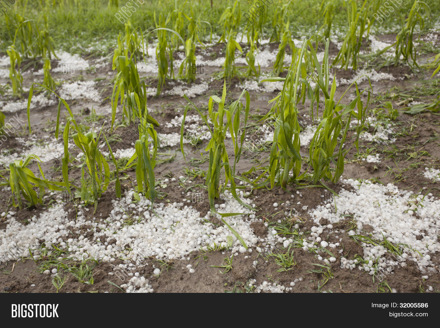Hail Damaged Corn Image & Photo (Free Trial) | Bigstock