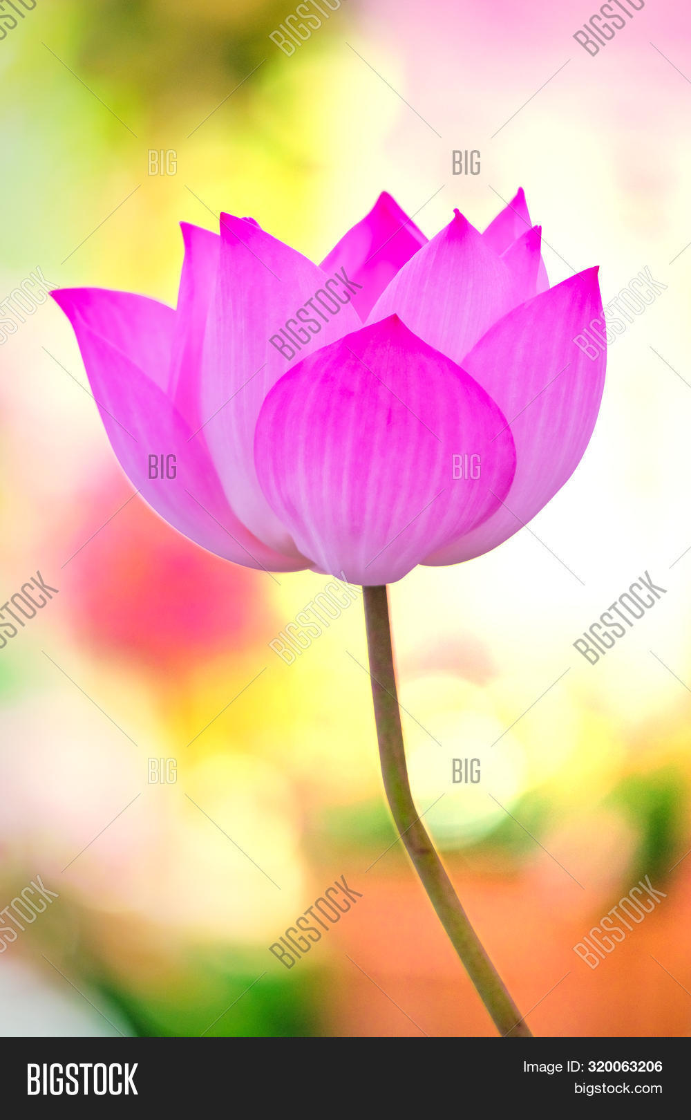 Beautiful Lotus Single Image & Photo (Free Trial) | Bigstock
