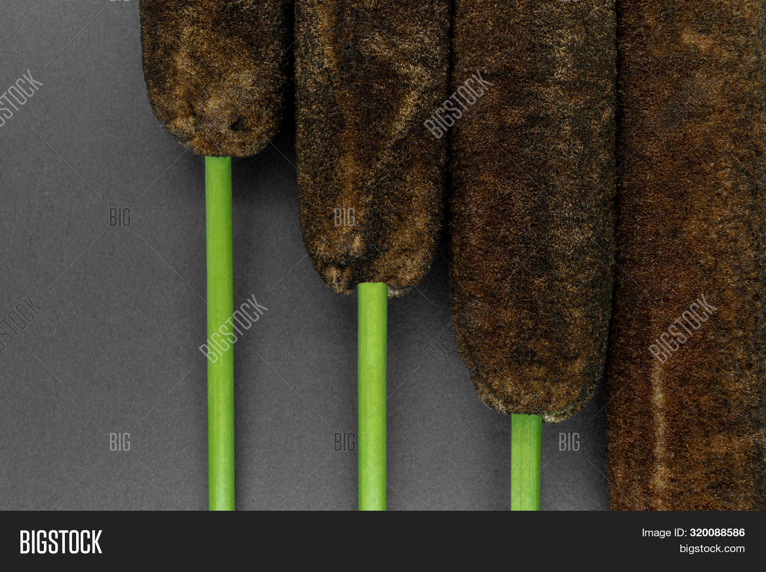 Imagen y foto Brown Reeds (typha (prueba gratis) | Bigstock