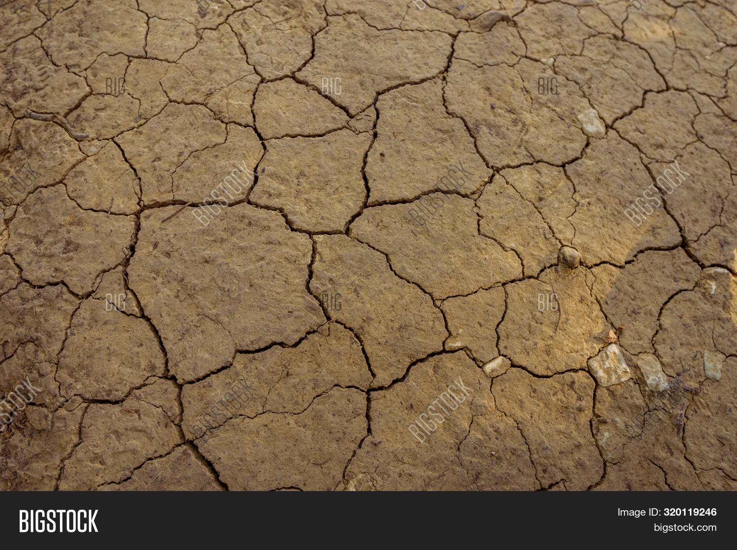 Top Down View On Dried Image & Photo (Free Trial) | Bigstock